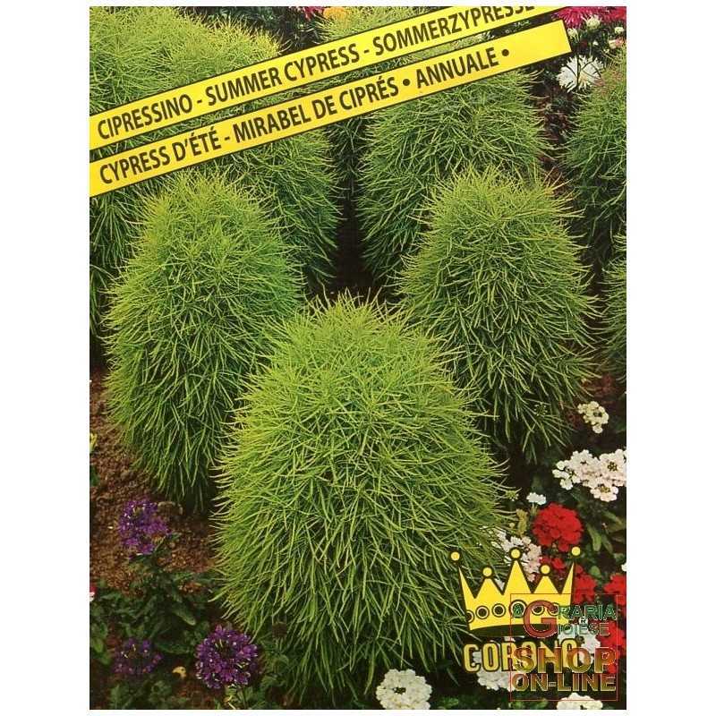 SEEDS OF CIPRESSINO ANNUAL