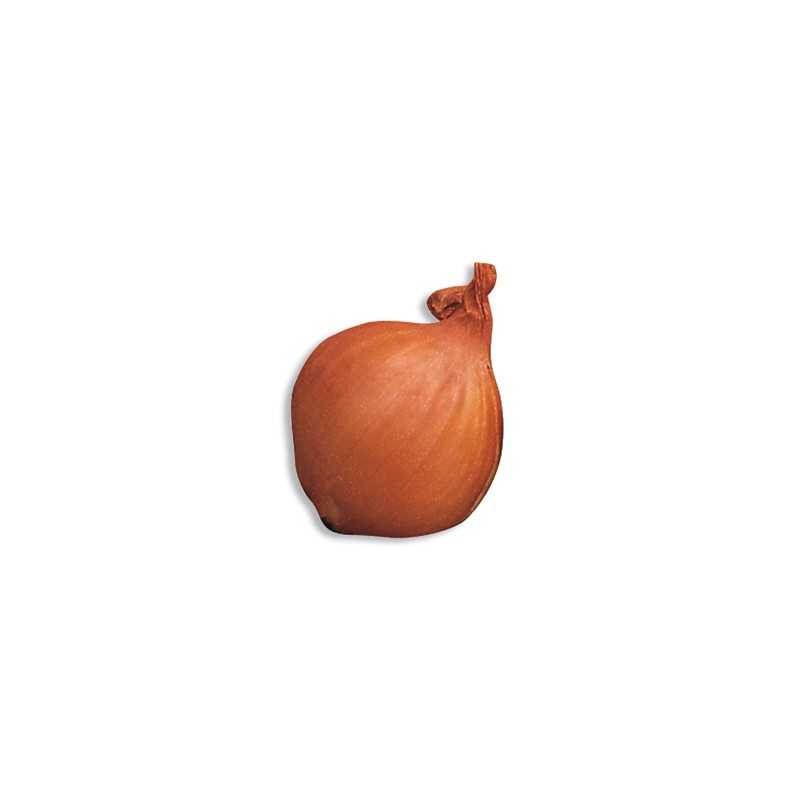 ONION BULBS SHALLOT RED SUN 7/15 GR. 500