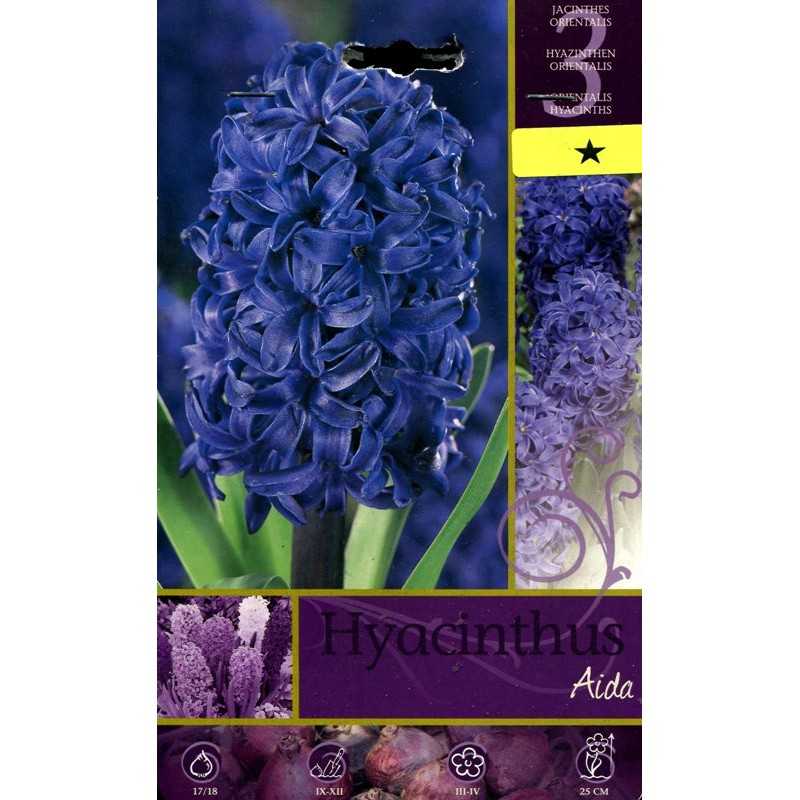 HYACINTHUS AIDA FLOWER BULBS N. 3